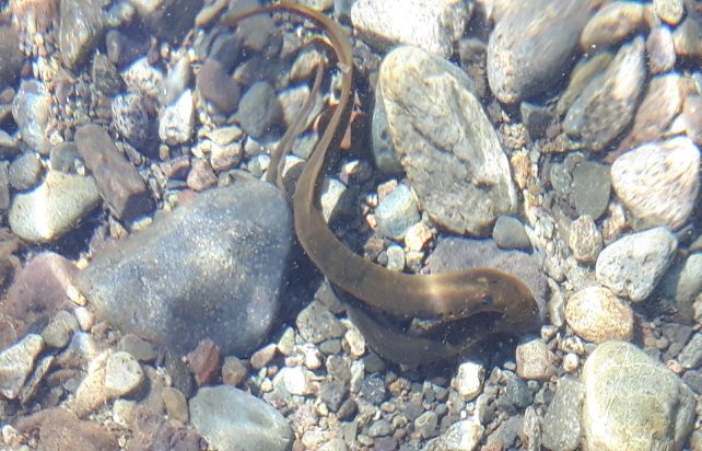 Fish, Amphibians, Reptiles - Hinterland Who's Who