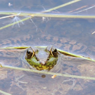 Northern Leopard Frog - Hinterland Who's Who