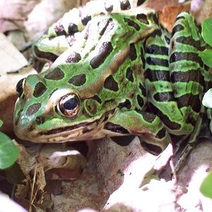 Northern Leopard Frog - Hinterland Who's Who