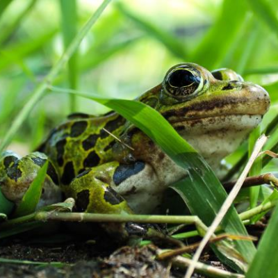 Northern Leopard Frog - Hinterland Who's Who
