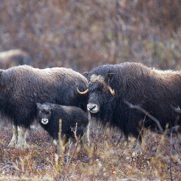 Muskox - Hinterland Who's Who