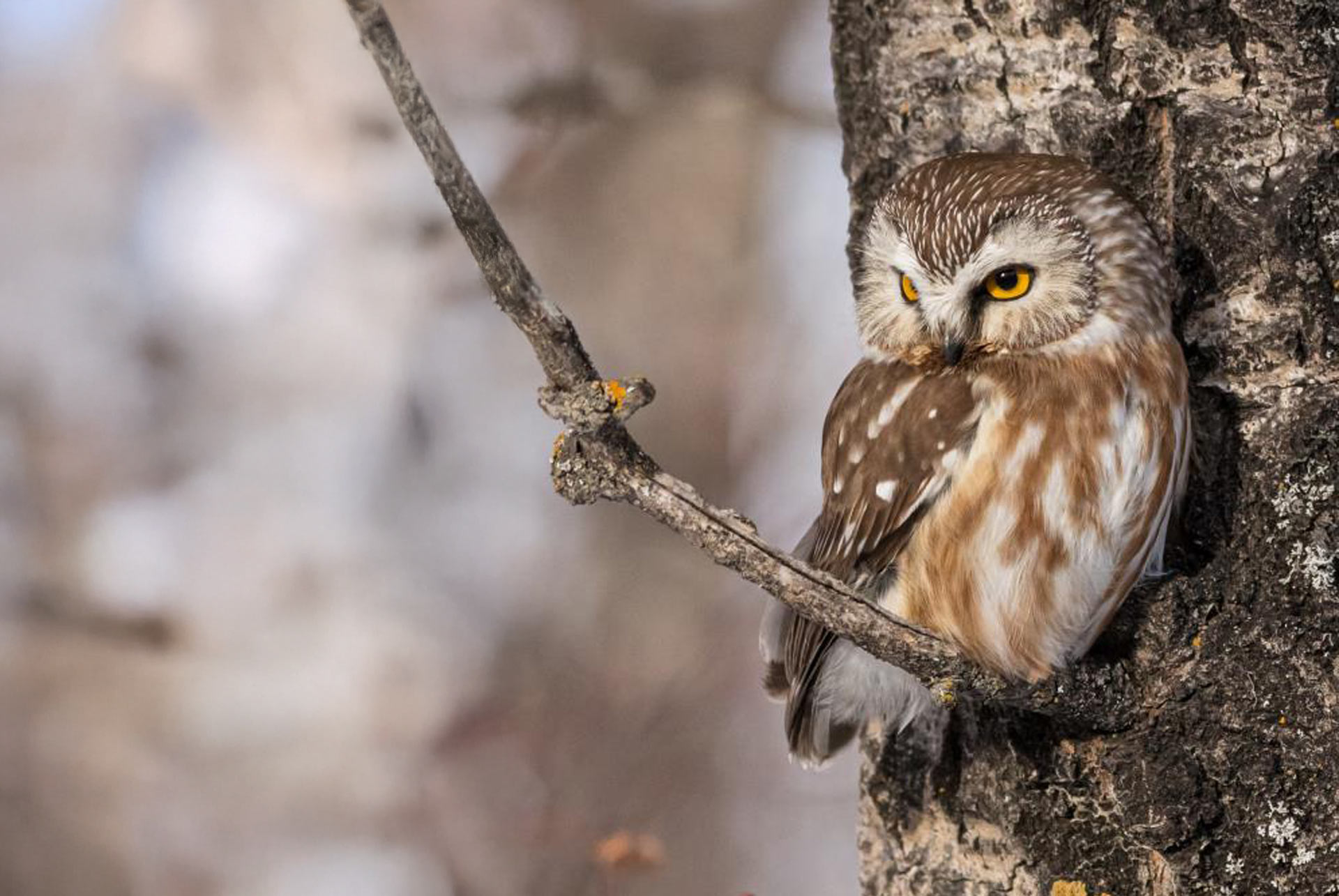 Saw-whet Owl - Hinterland Who's Who